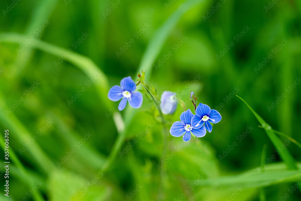 Germander Speedwell, Veronica chamaedrys, also known as Bird’s-eye ...