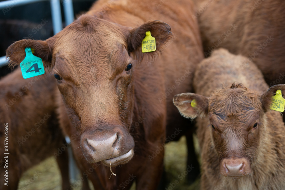 Angus Stock Photo | Adobe Stock