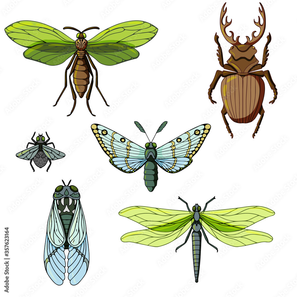 beautiful insects pattern, stag-beetle, cicada, green dragonfly, night ...