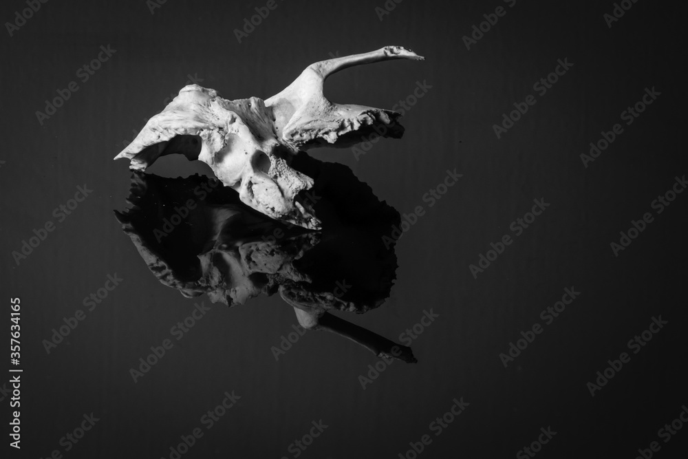 Isolated human left sided temporal bone of skull .Lateral view ...