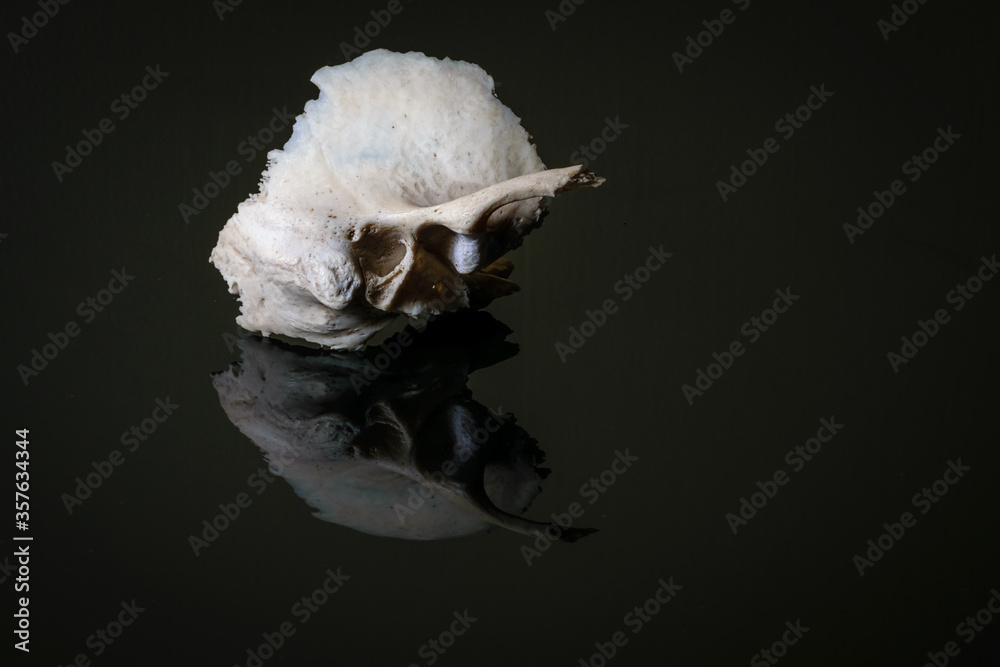 Isolated human left sided temporal bone of skull on a dark background ...