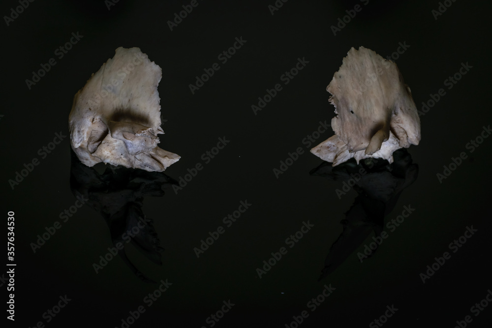 Bilateral human temporal bones of skull on a dark background .Anterior ...