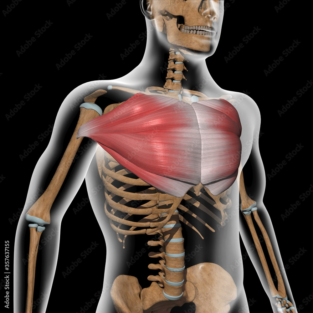 3d Illustration of the Pectoralis Major Muscles on Xray Body Stock ...