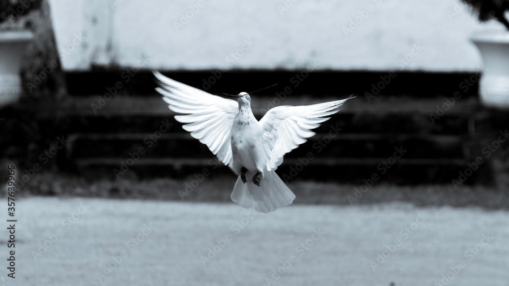 Black and white photograph of a pigeon "symbol of hope and peace ...