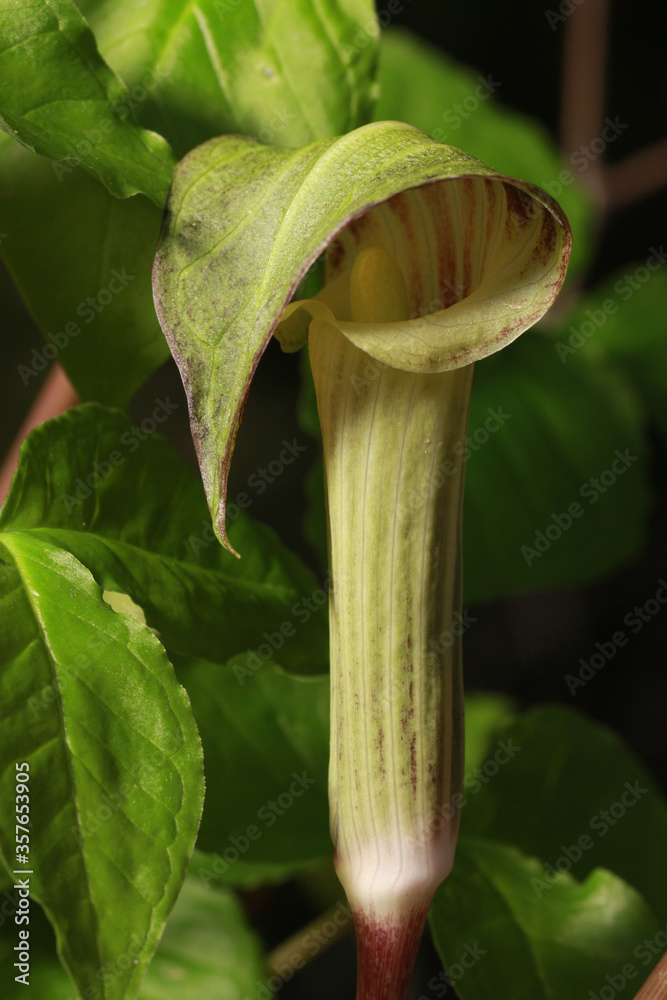 Close-up of the green flower of a Jack in the pulpit (Arisaema ...