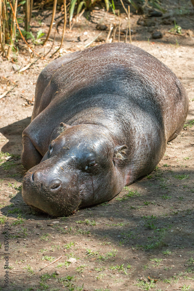 Liberian hippopotamus or pygmy hippopotamus (in german Zwergflusspferd ...