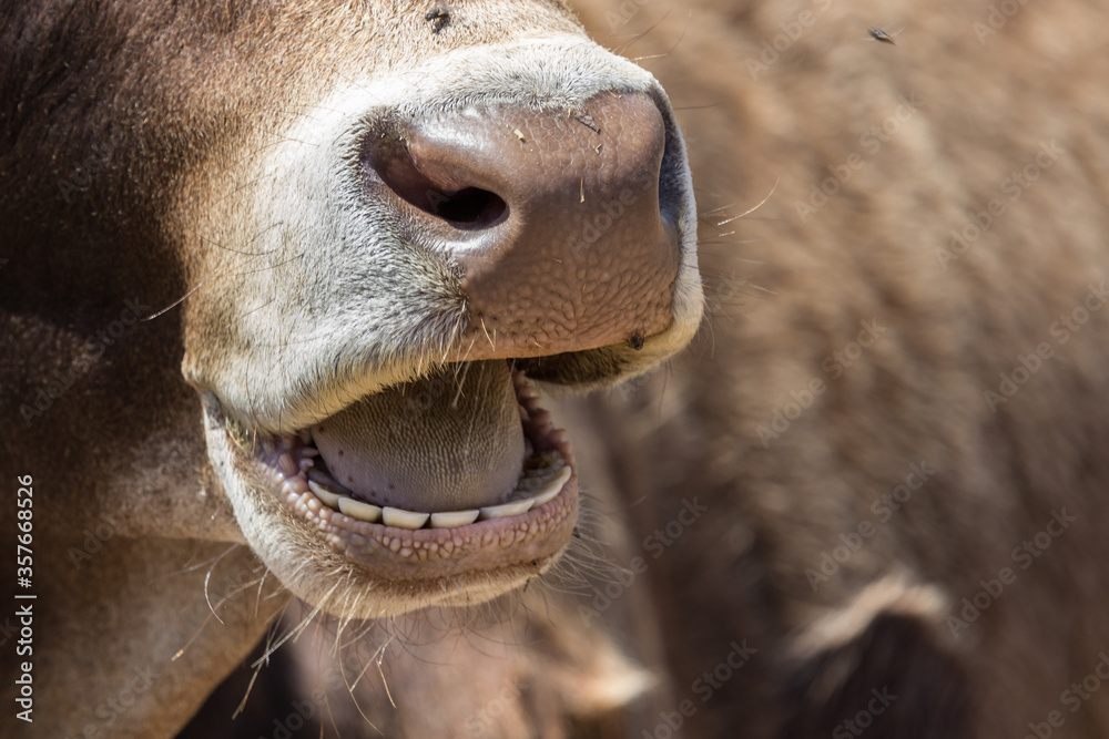 Cow face close up. Chewing calf. Cow's teeth, tongue and nose. The head ...