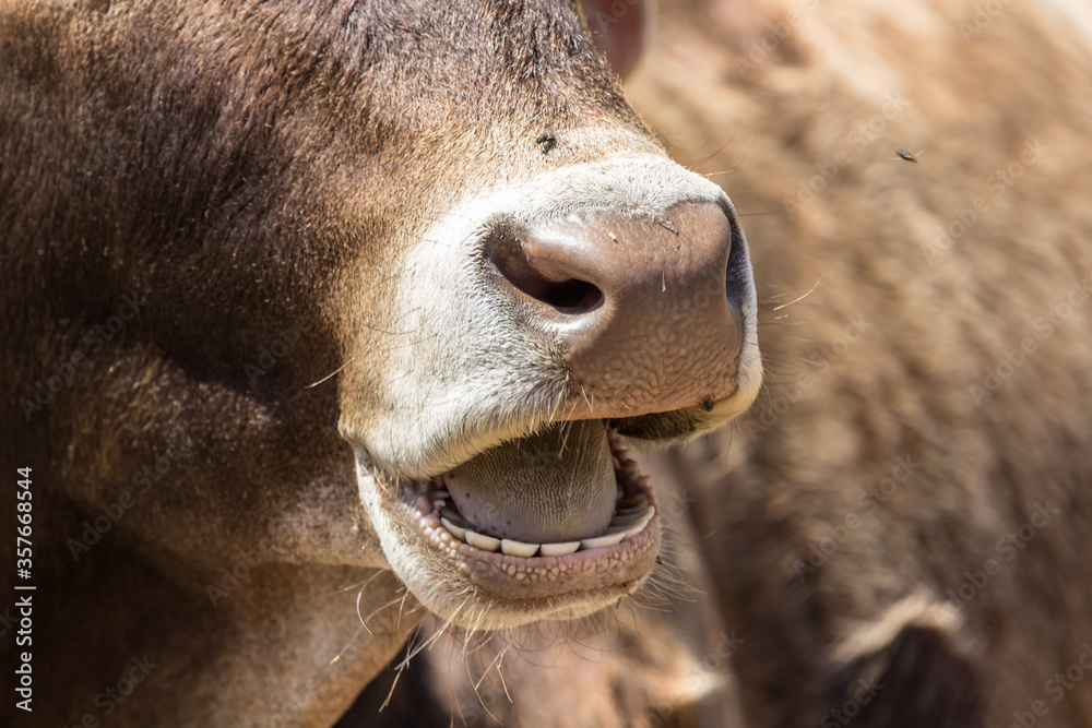 Cow face close up. Chewing calf. Cow's teeth, tongue and nose. The head ...