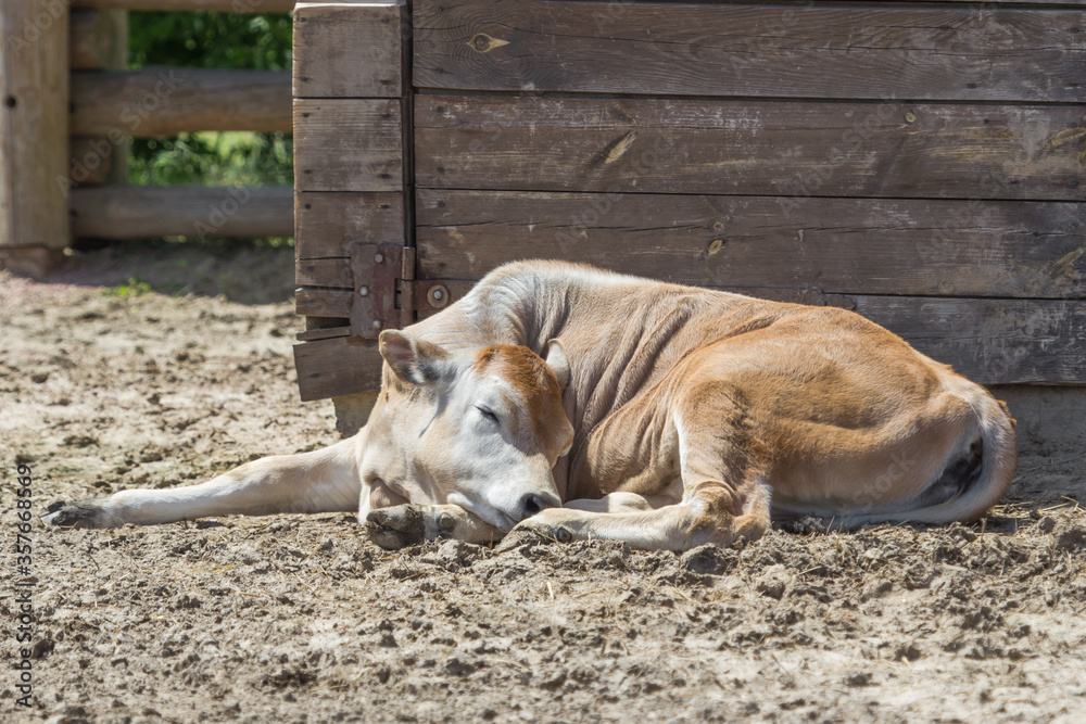 Sleeping calf. A young cow is sleeping in the sand. Quiet hour at the ...