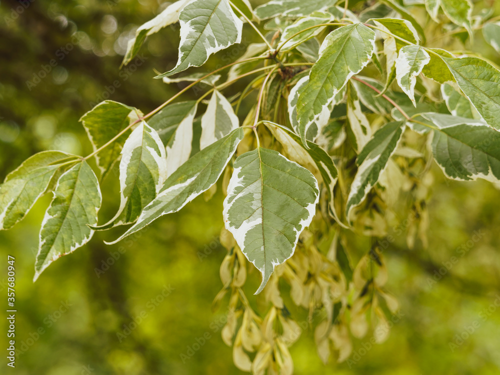 Acer negundo 'Variegatum', érable négundo panaché, magnifique arbre ...