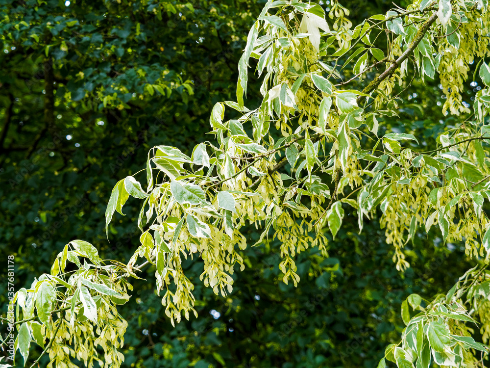 Acer negundo 'Variegatum', érable négundo panaché aux fleurs femelles ...