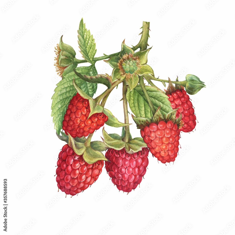 Closeup of a branch of red raspberry fruits (known as Rubus idaeus ...