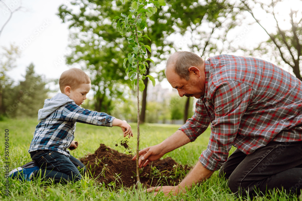 Little boy helping his grandfather to plant the tree while working ...