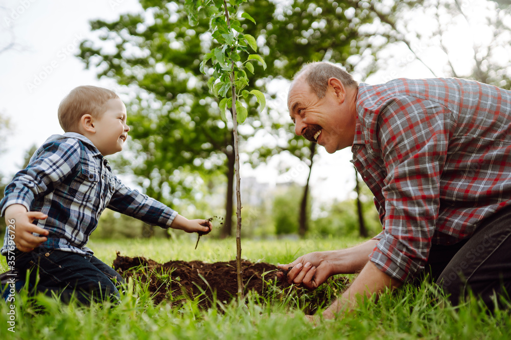 Little boy helping his grandfather to plant the tree while working ...