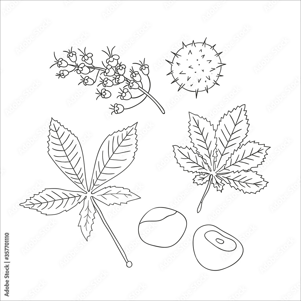 Vector set of line chestnut tree elements isolated on white background ...