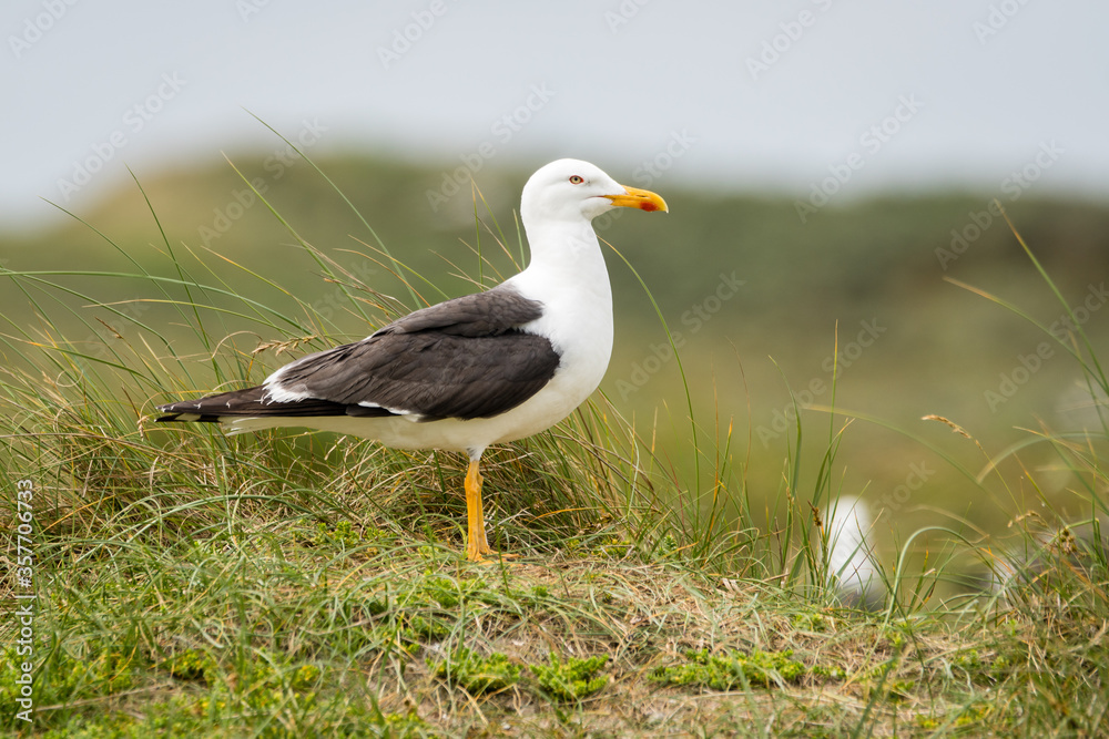 Lovely detail picture of the Northern seagull on the german Helgoland ...
