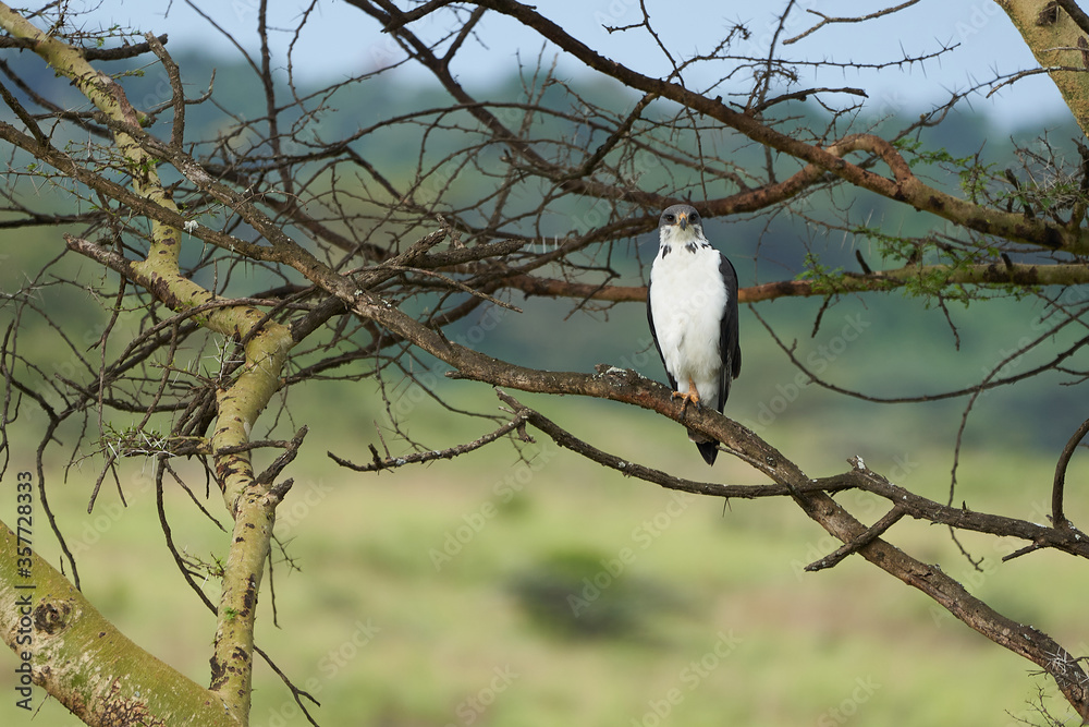 Augur buzzard Couple Buteo augurarge African bird of prey with catch ...
