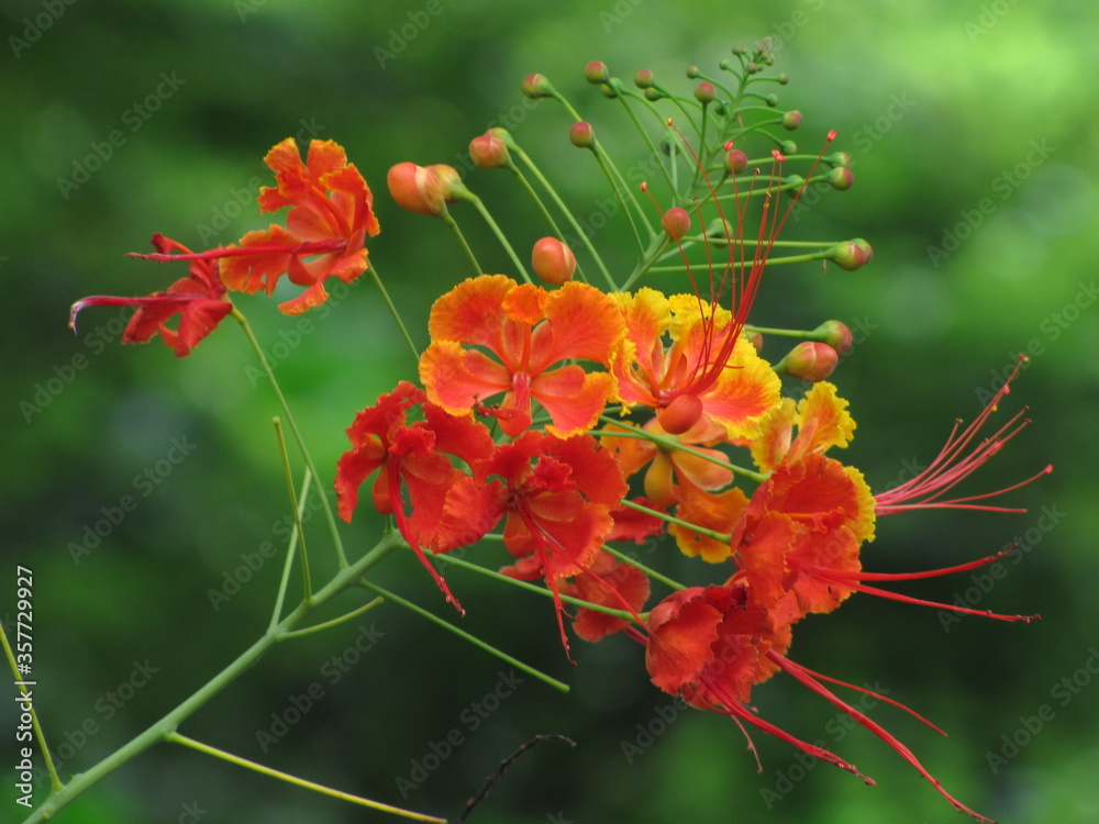 Flores de Flamboyant-mirim de cores vermelha, alaranjada e amarela ...