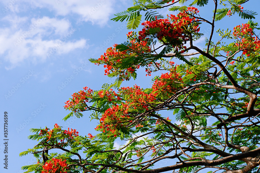 Flamboyant Tree