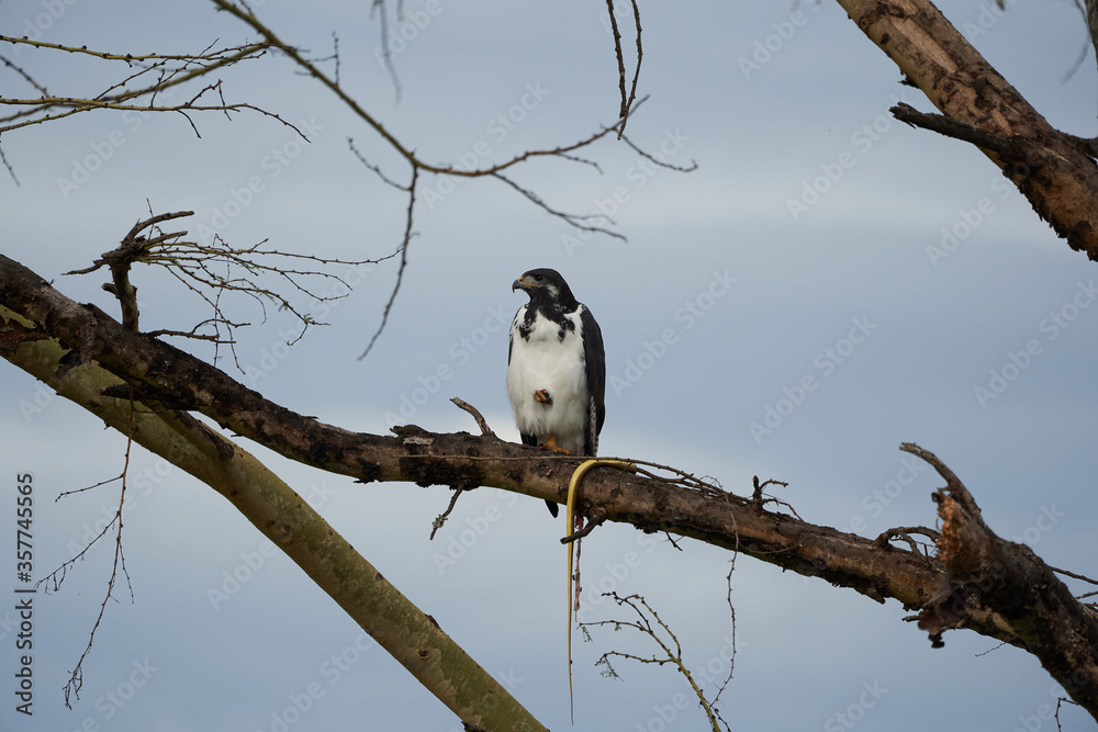 Foto de Augur buzzard Couple Buteo augurarge African bird of prey with ...
