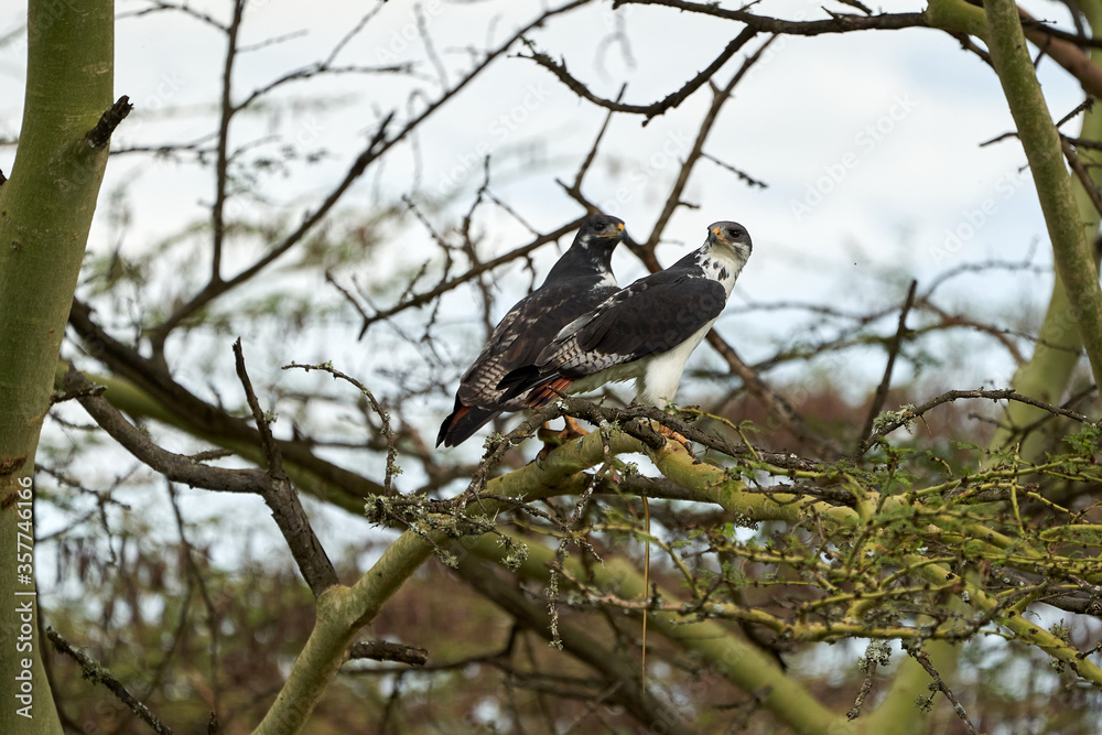 Augur buzzard Couple Buteo augurarge African bird of prey with catch ...