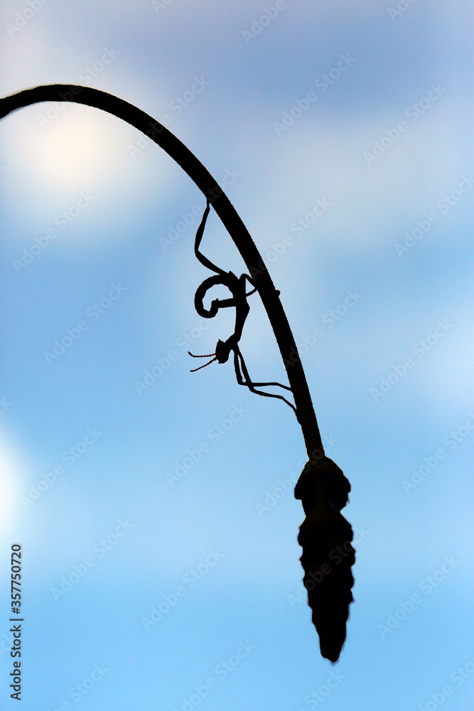 Extatosoma tiaratum, commonly known as the spiny leaf insect, the giant ...