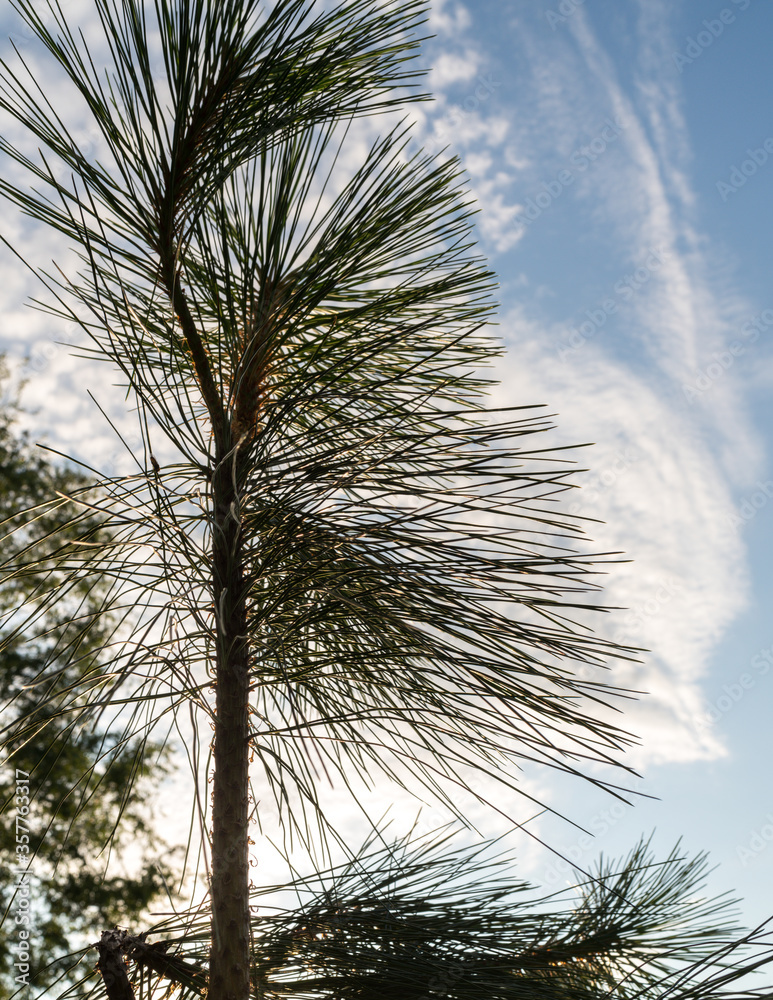 pine with long needles on a background of blue sky - Pinus wallichiana ...