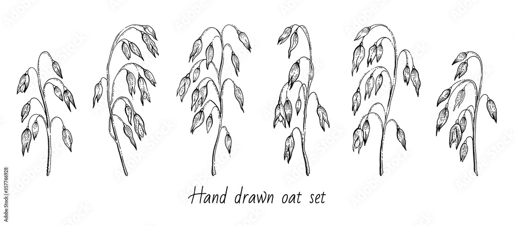 Oats sketch set. Engraved oatmeal. Line sketch icon for porridge ...