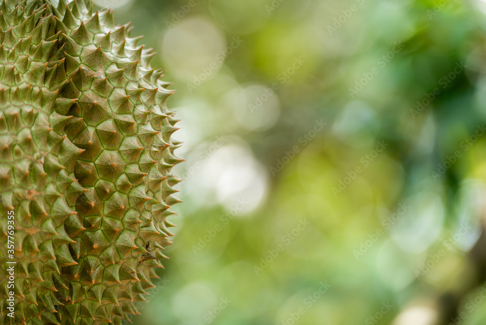 durians on the durian tree in organic durian orchard. Stock Photo ...