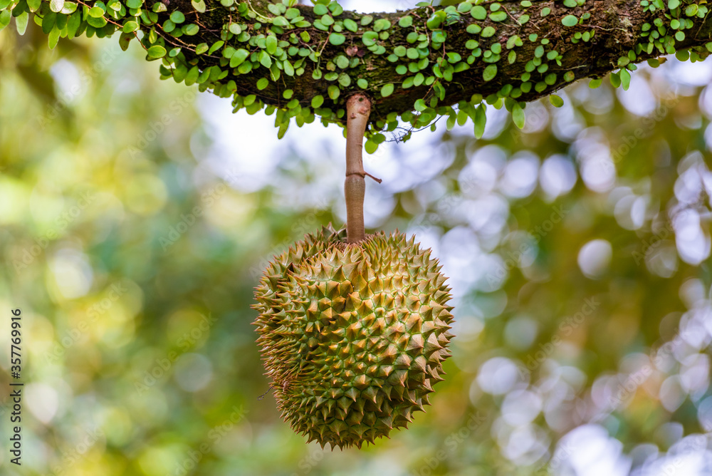 durians on the durian tree in organic durian orchard. Stock Photo ...