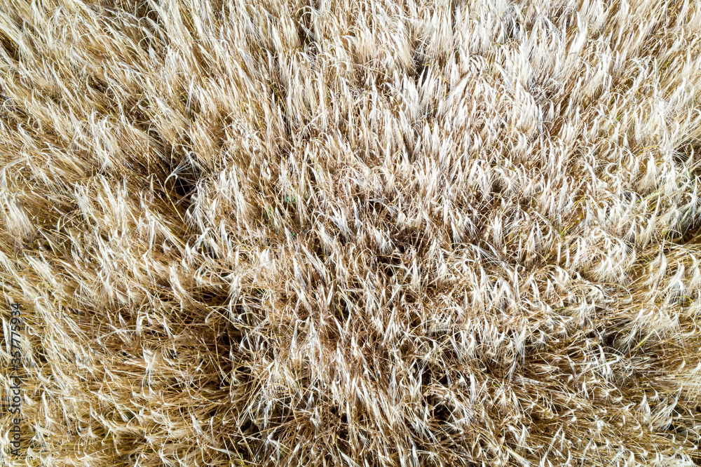 espigas de trigo secas y doradas Stock Photo | Adobe Stock