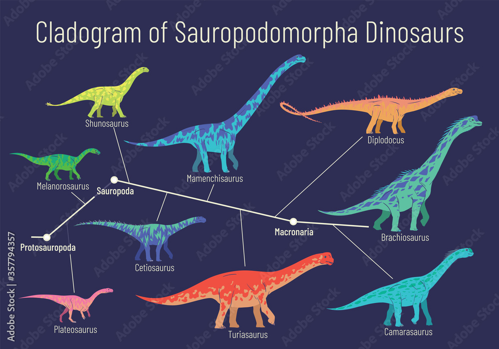 Cladogram of sauropodomorpha dinosaurs. Colorful vector illustration of ...