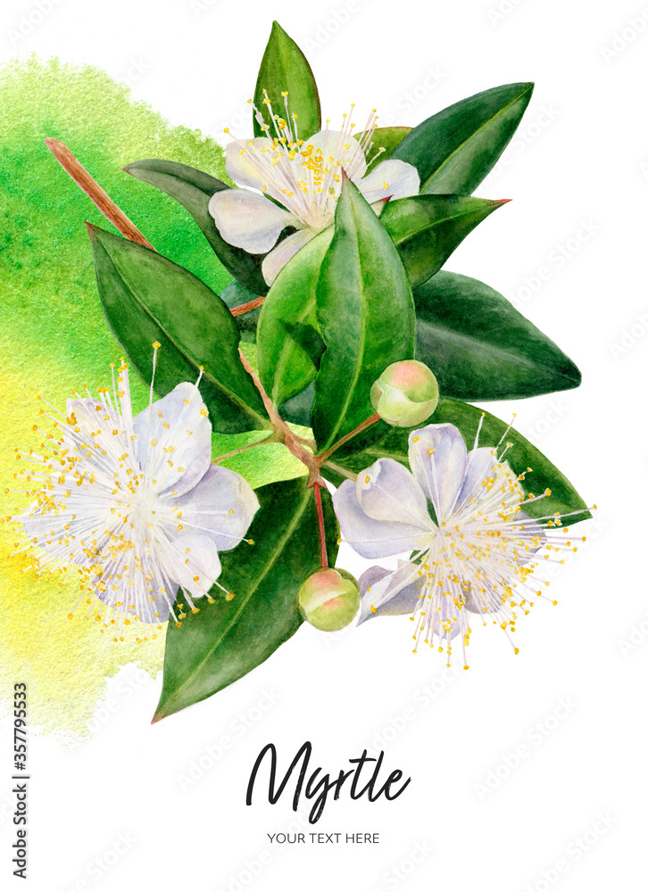 Card with myrtle flowers hand drawn watercolor illustration with ...