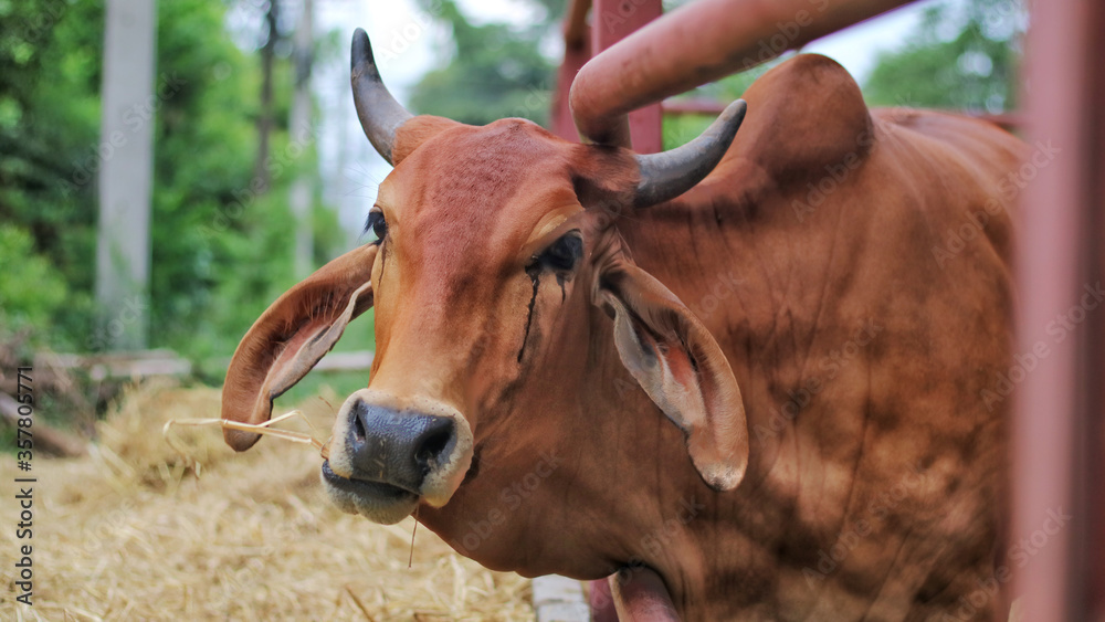 Red thai gyr brahman cattle eating hay or straw on corral Stock Photo ...