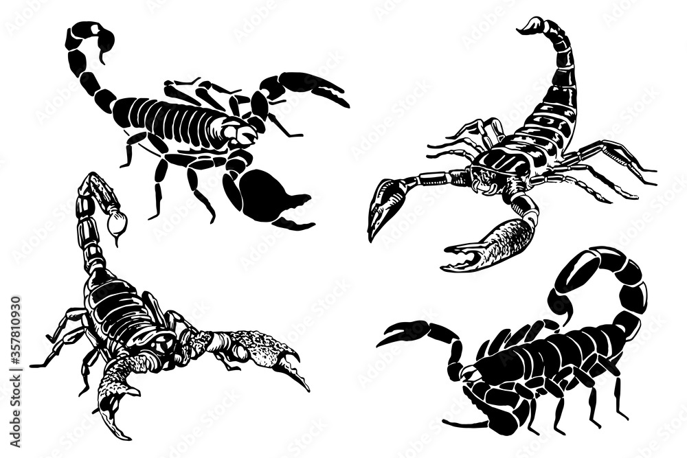 Graphical hand-drawn set of scorpions isolated on white background ...