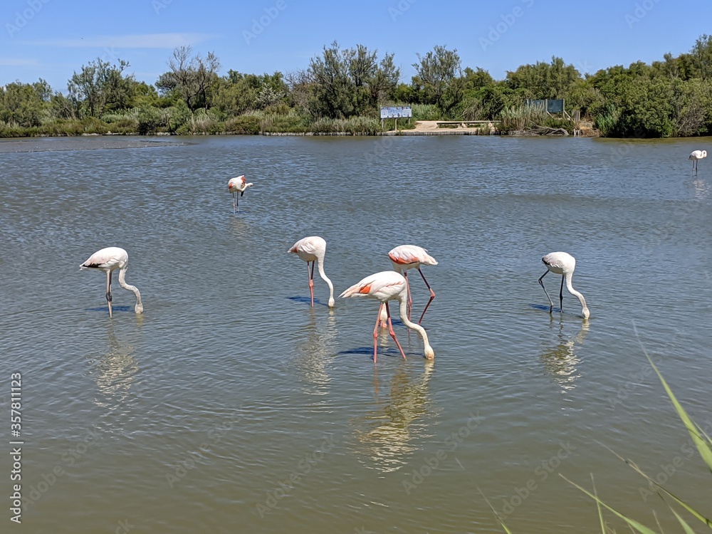 Camargue marécage et oiseau en liberté, flamant rose héron et mouette ...