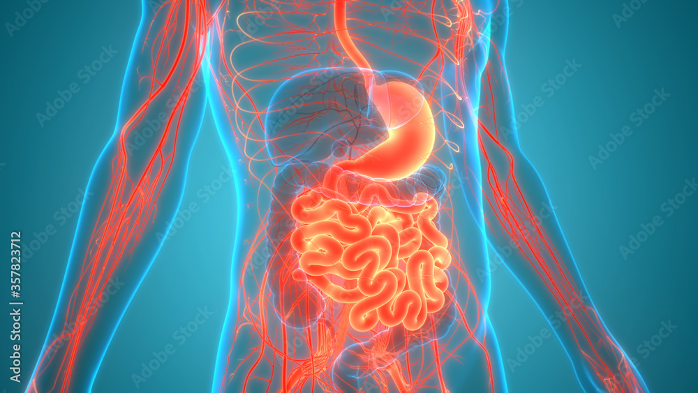 Human Digestive System Stomach with Small Intestine Anatomy Stock ...
