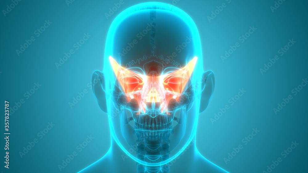 Human Skeleton Skull Parts Sphenoid Bone Anatomy Stock Illustration ...