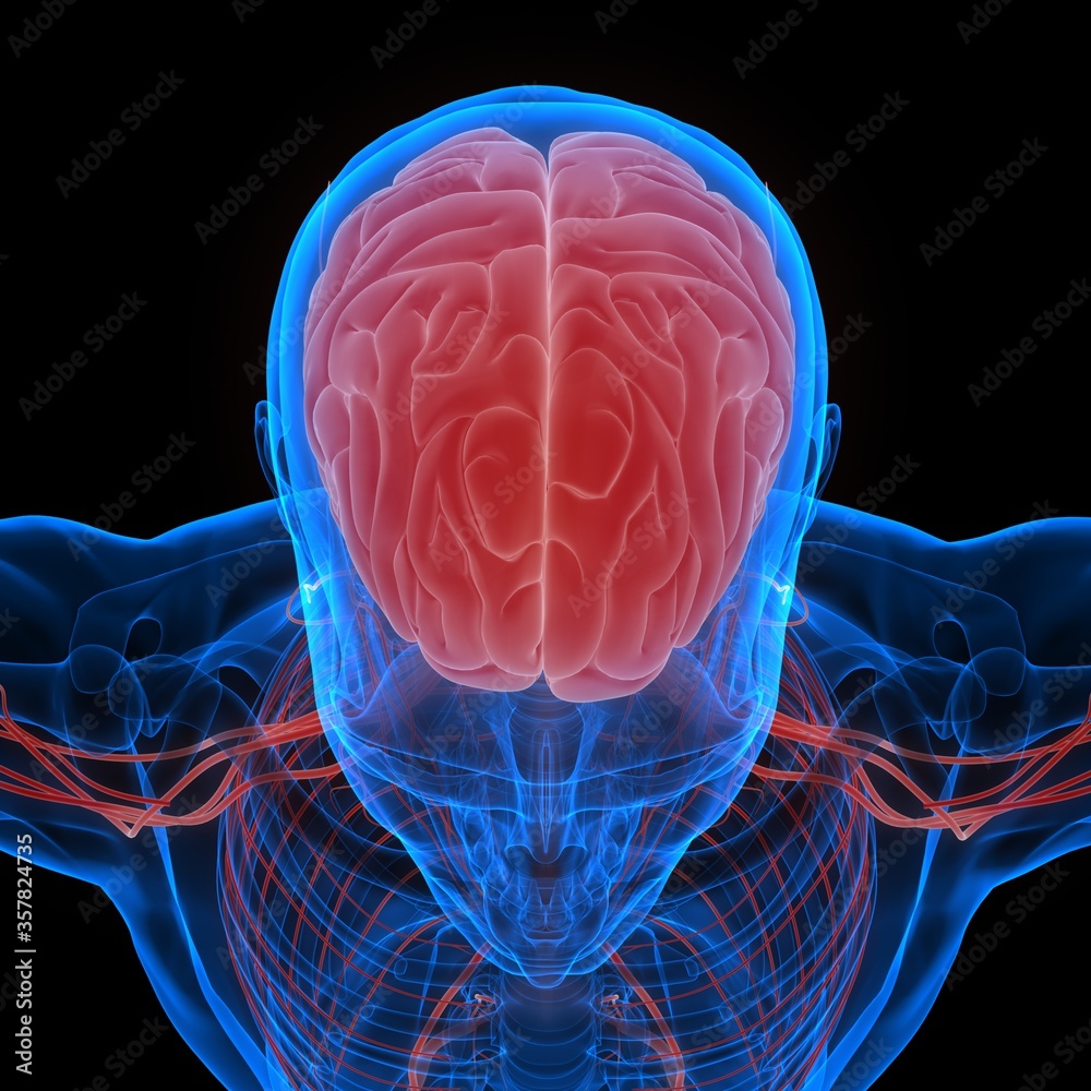 Central Organ of Human Nervous System Brain Anatomy Stock Illustration ...