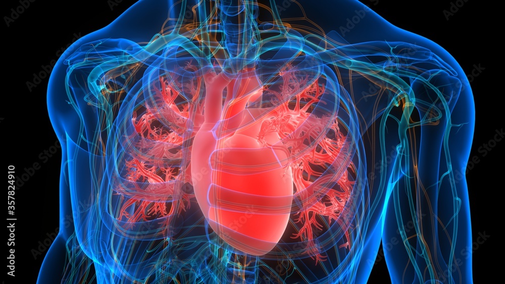 Human Circulatory System Heart Anatomy Stock Illustration | Adobe Stock