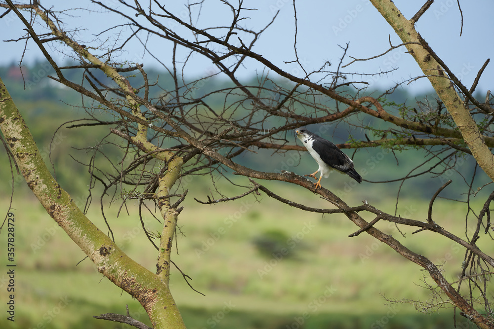 Augur buzzard Couple Buteo augurarge African bird of prey with catch ...