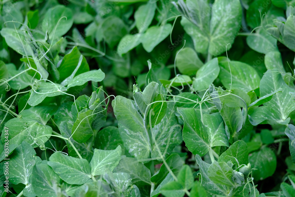 pea plant, hobby garden and pea plant that begin to ripen in the garden ...