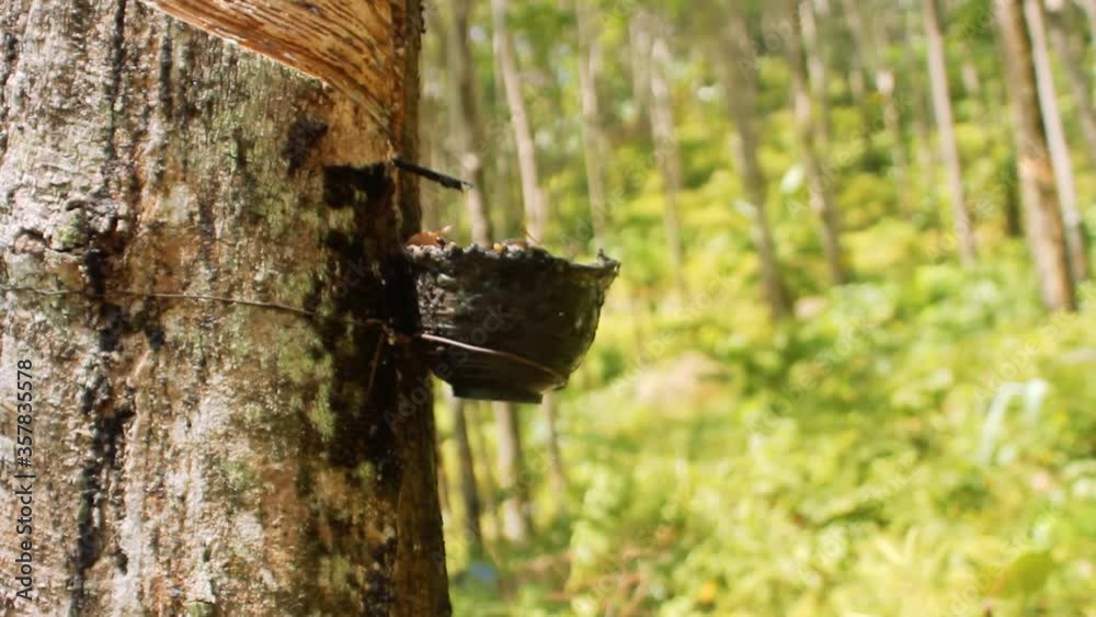 Rubber crop, caoutchouc tree grove. Cupping and collecting the latex in ...