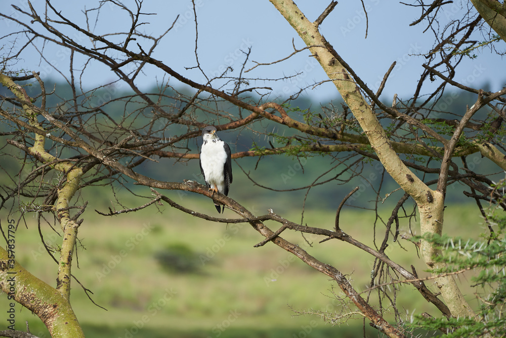 Augur buzzard Couple Buteo augurarge African bird of prey with catch ...