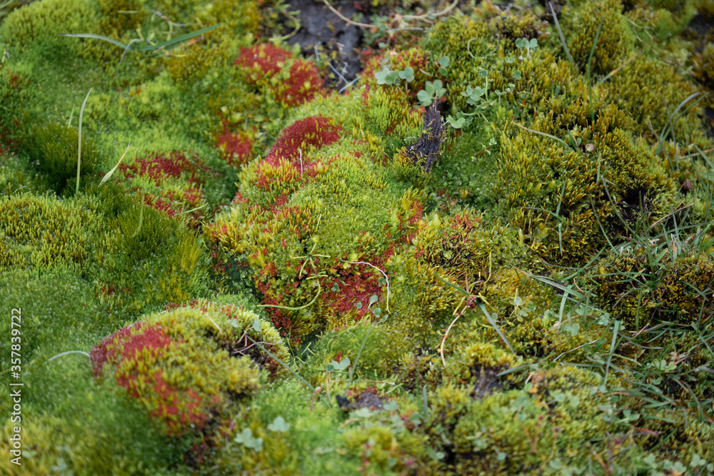 Tundra Plants Arctic Moss