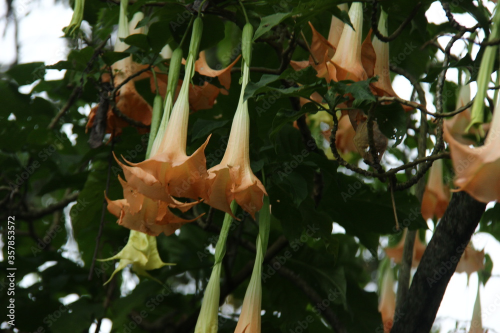 Allamanda is a genus of flowering plants in the family Apocynaceae ...