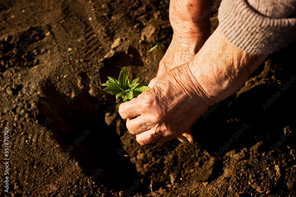 Old wrinkled hands plant a young tree. Grandma cultivates the soil ...