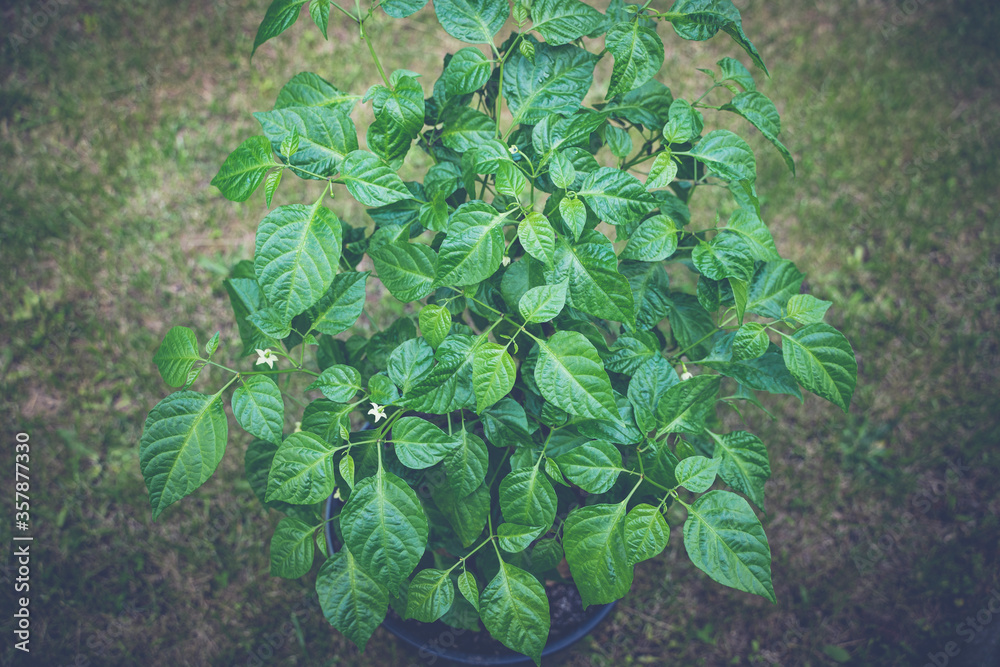 Foliage of a Trinidad Moruga Scorpion (Capsicum chinense) hot chili ...