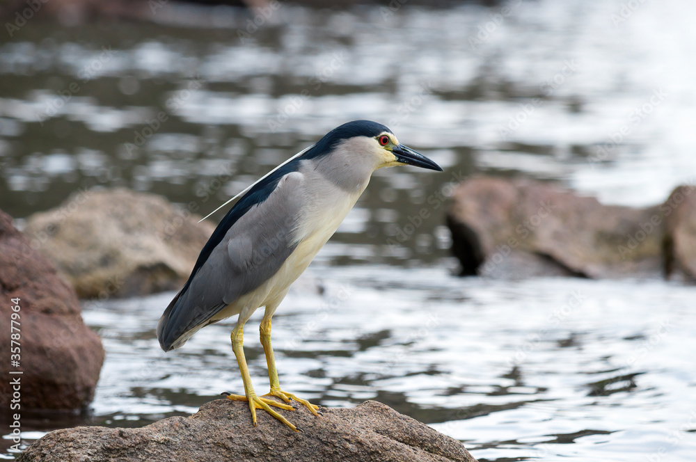 Black-crowned Night Heron (Nycticorax nycticorax) perched on the stone ...