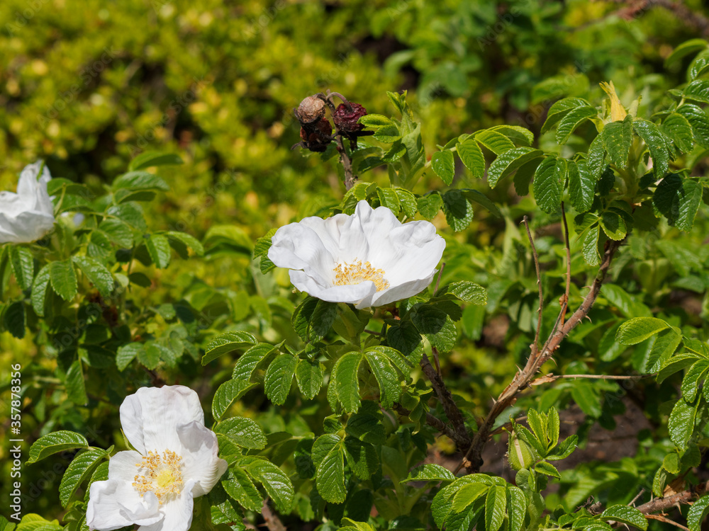 Rosa majalis - Rosier de mai ou rosier cannelle à fleur de rose simple ...